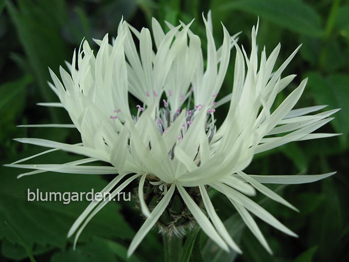 Василек (Centaurea) купить ⋆ интернет магазин растений blumgarden.ru