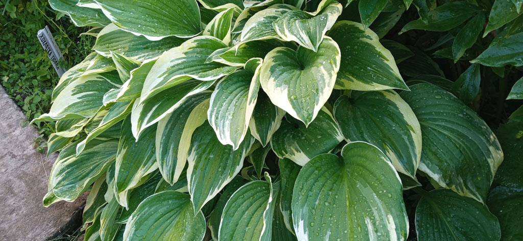 Хоста Моерхейм (Moerheim) купить в blumgarden.ru