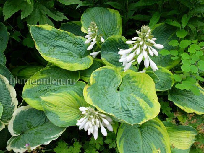 Хоста Самурай купить в интернет магазине blumgarden.ru