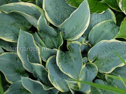 Бордюрные растения купить недорого в blumgarden.ru