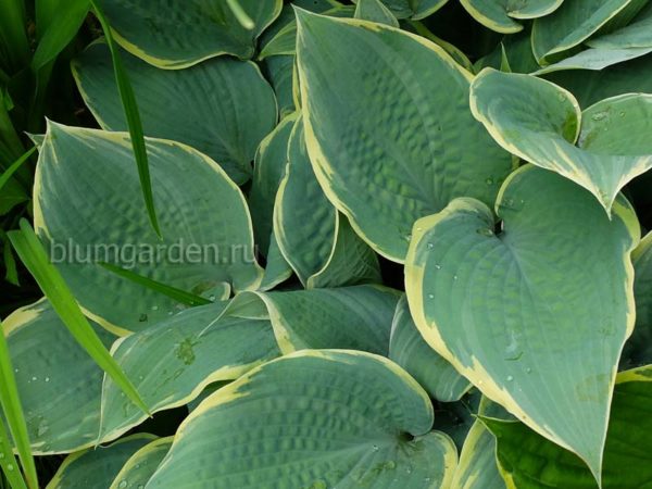 Хоста Фростед Димплес ⋆ купить в Москве ⋆ интернет магазин