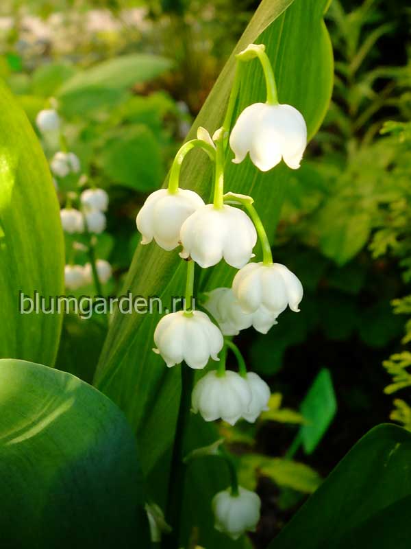 Ландыш садовый купить саженцы в Москве ⋆ blumgarden.ru