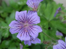 Герань крупнокорневищная купить в blumgarden.ru