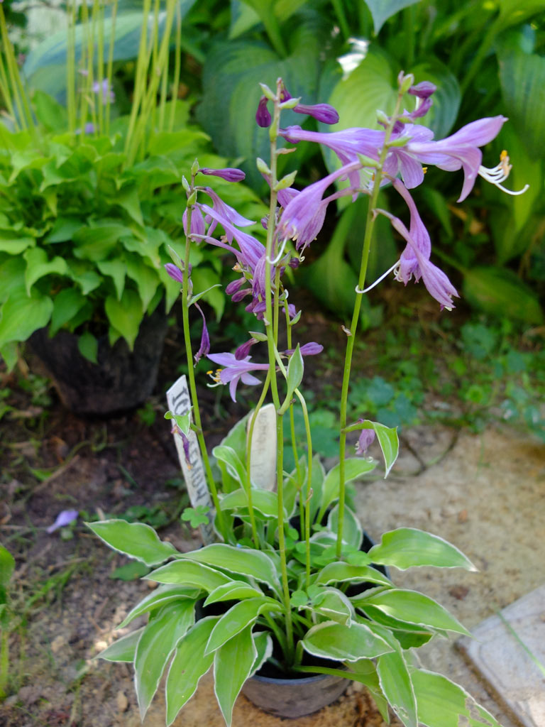 Хоста Айсед Лимон (Iced Lemon) купить в blumgarden.ru