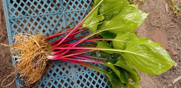 Хоста Ред Степпер (Red Stepper) купить в blumgarden.ru