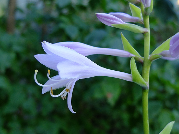 Хоста Инвинсибл (Invincible) купить в blumgarden.ru