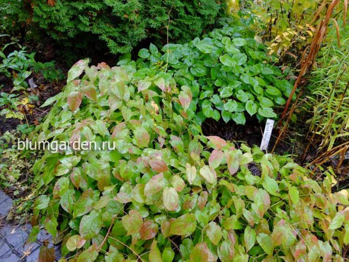 Бордюрные многолетники - низкорослые растения купить недорого
