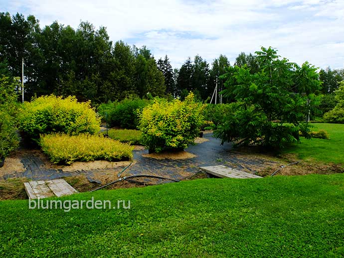 Контакты - неприхотливые растения для сада blumgarden.ru